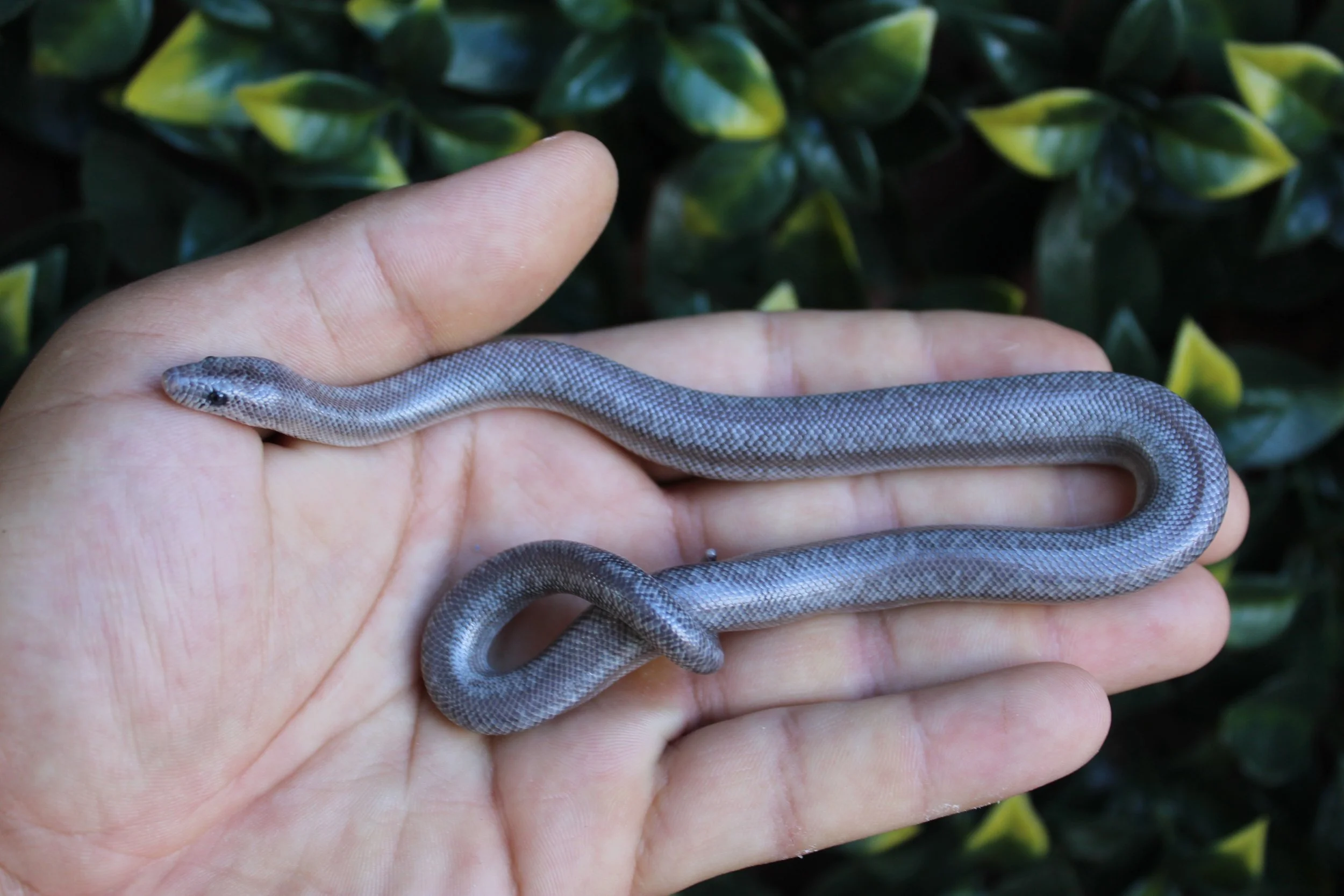 Rosy Boa — The Breeding Lab