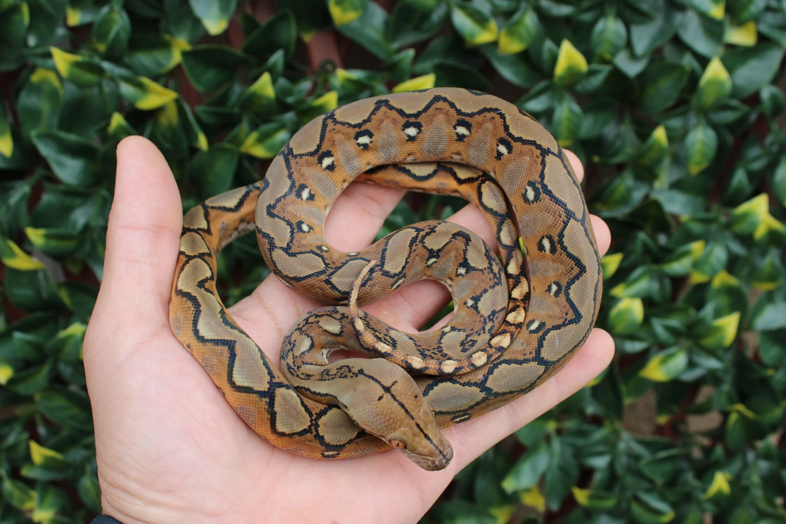 Reticulated Python — The Breeding Lab
