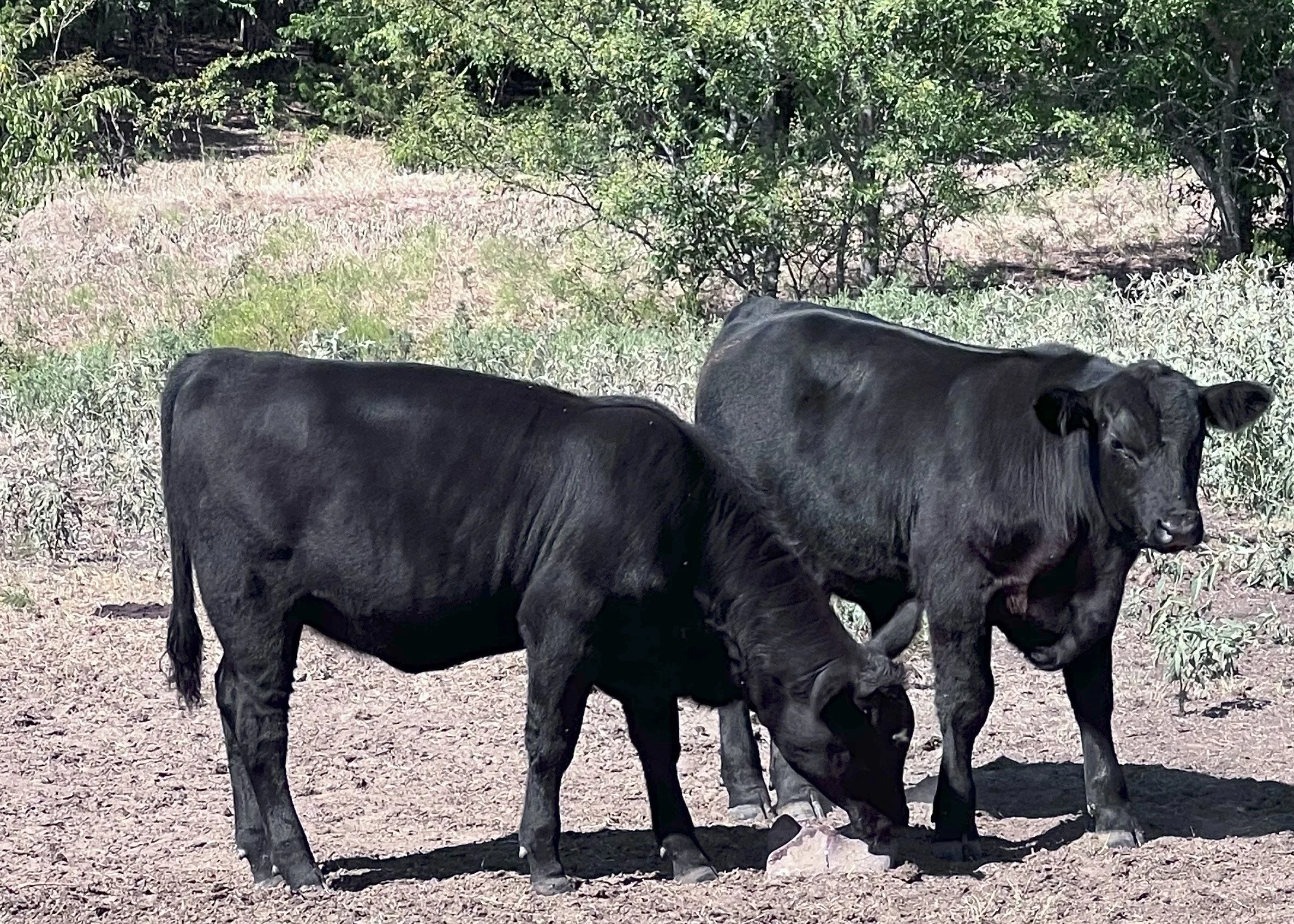Finke Farms Beef | High-Quality Beef | Beef Boxes | Bulk Beef | Grass ...