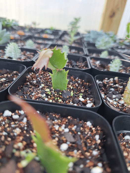 Kalanchoe 'Chocolate Soldier' – Stunning Succulent with Rich Chocolate ...