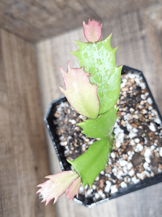 Kalanchoe 'Chocolate Soldier' – Stunning Succulent with Rich Chocolate ...