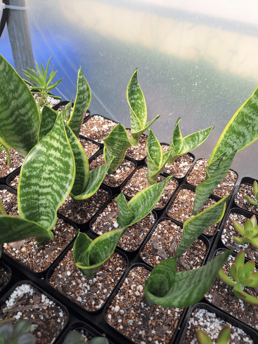 Snake Plant (Sansevieria) - Air Purifying Houseplant with Easy Care ...