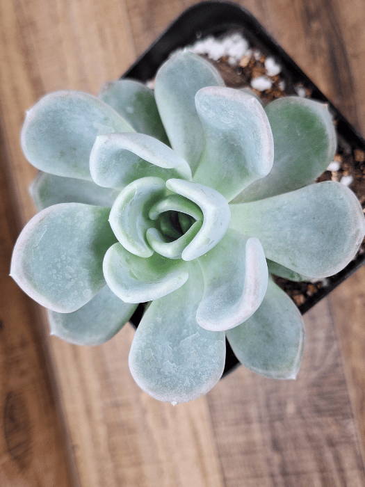 Zen Johnny's Plant Shop | Unique Succulents, Cacti & Decorative Pots ...