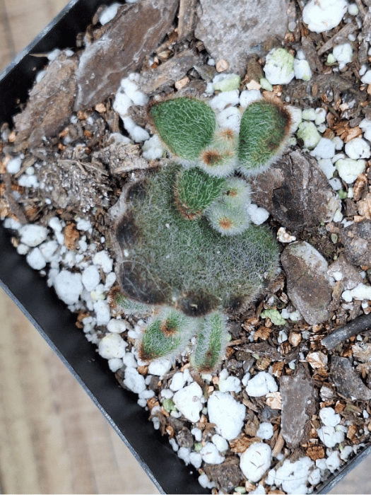 Breach Cristation Cactus Care - Unique Succulent with Stunning Crested ...