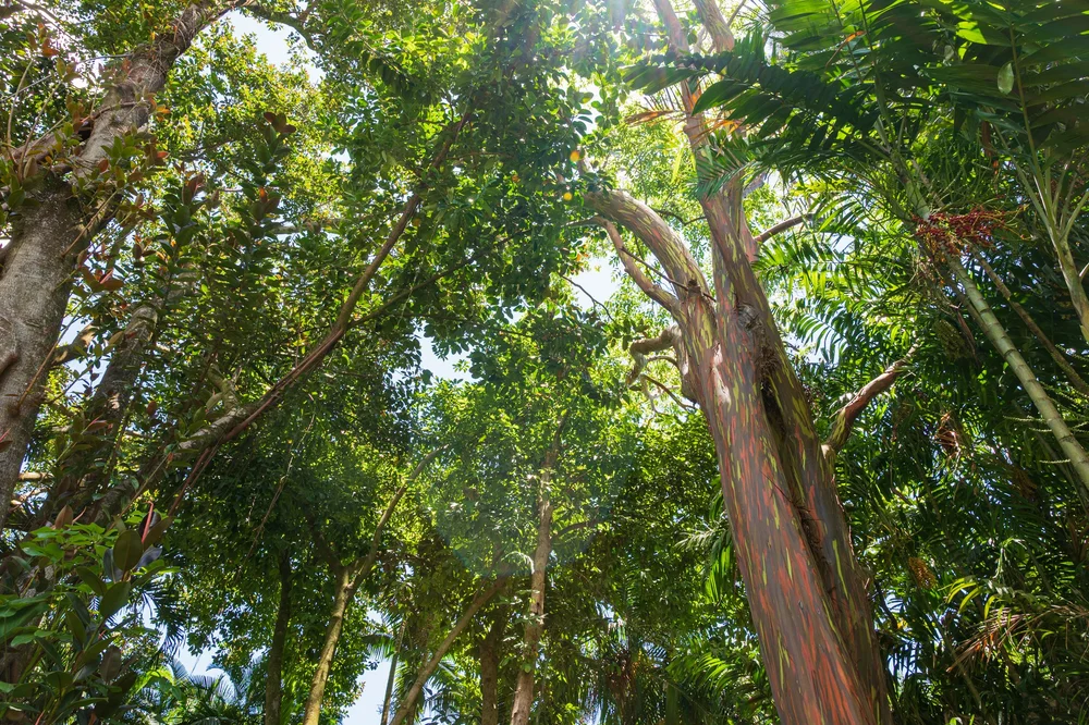 Agroforestry Farm Tour — Hana Gardenlands
