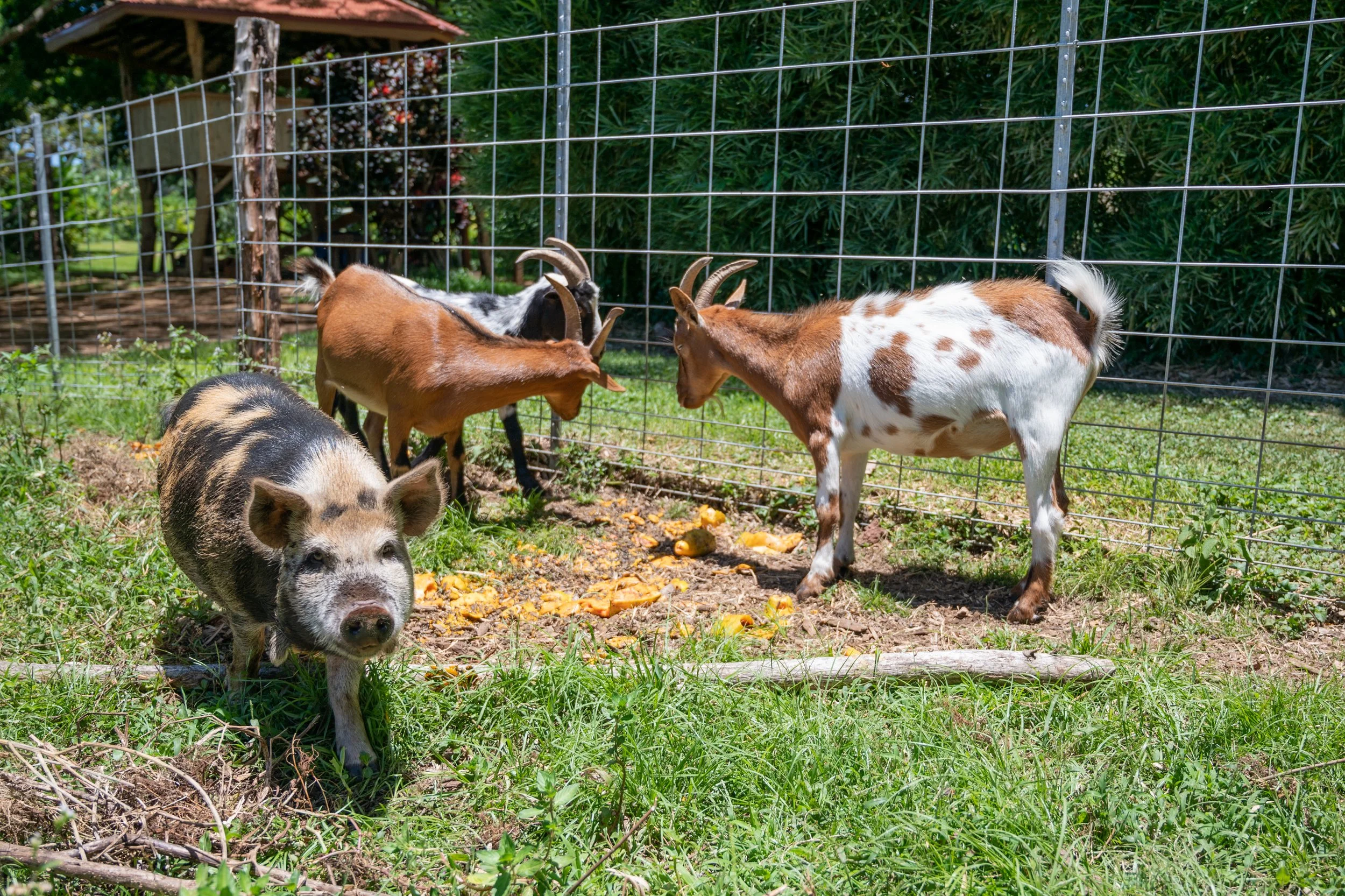 Agroforestry Farm Tour — Hana Gardenlands
