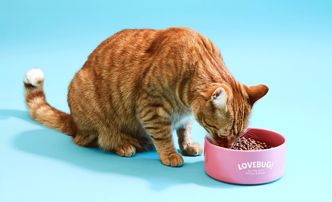BRINGING INSECT CAT FOOD TO MARKET - LOVEBUG — Alfred London