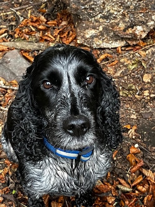 Adopt a dog | Springer Rescue Scotland | Dedicated to rescuing and ...