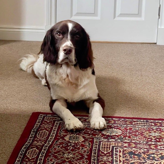 Adopt a dog | Springer Rescue Scotland | Dedicated to rescuing and ...