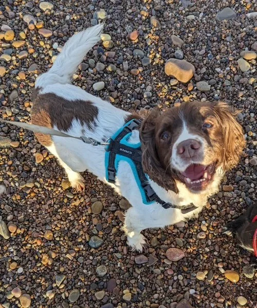 Adopt a dog | Springer Rescue Scotland | Dedicated to rescuing and ...