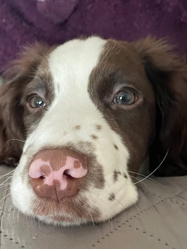 Adopt a dog | Springer Rescue Scotland | Dedicated to rescuing and ...