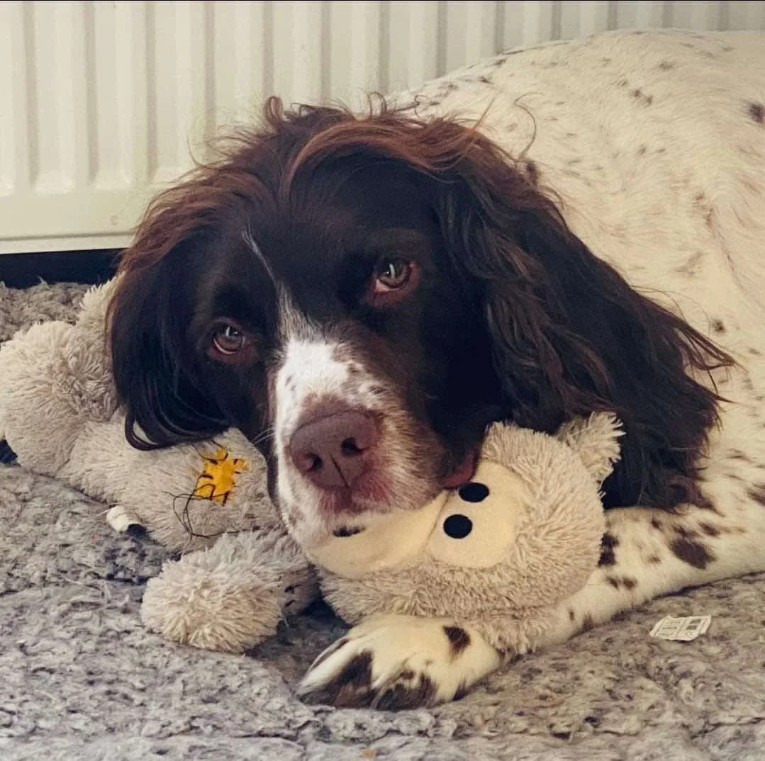 Adopt a dog | Springer Rescue Scotland | Dedicated to rescuing and ...