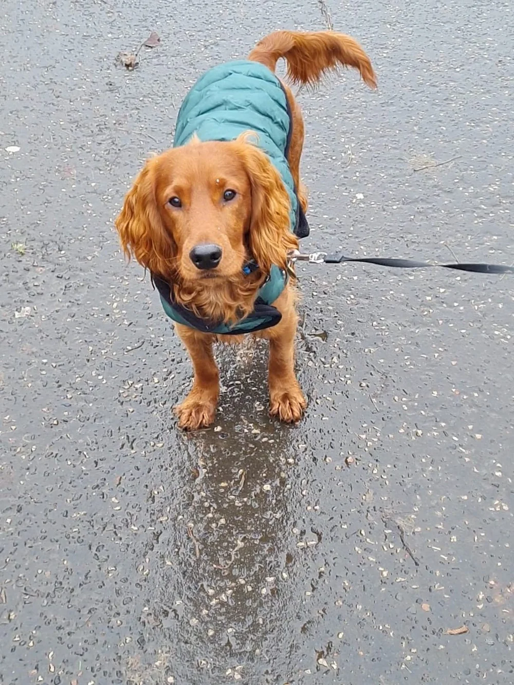 Adopt a dog | Springer Rescue Scotland | Dedicated to rescuing and ...