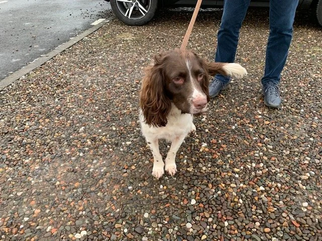 Adopt a dog | Springer Rescue Scotland | Dedicated to rescuing and ...