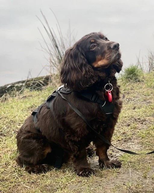 Adopt a dog | Springer Rescue Scotland | Dedicated to rescuing and ...