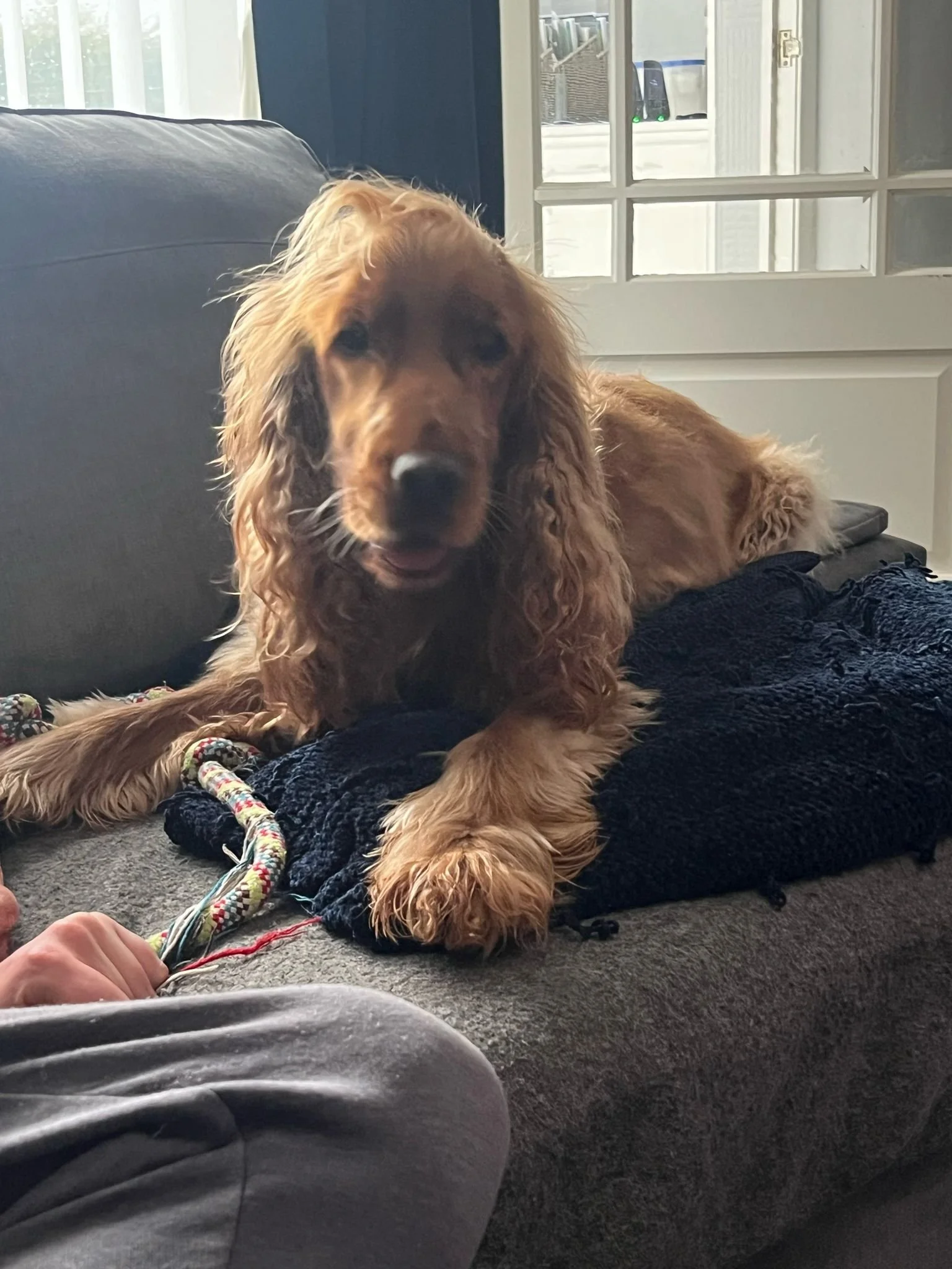 Adopt a dog | Springer Rescue Scotland | Dedicated to rescuing and ...