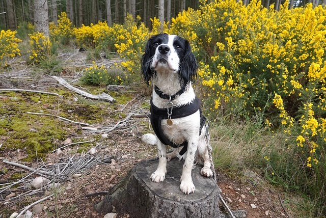 Adopt a dog | Springer Rescue Scotland | Dedicated to rescuing and ...
