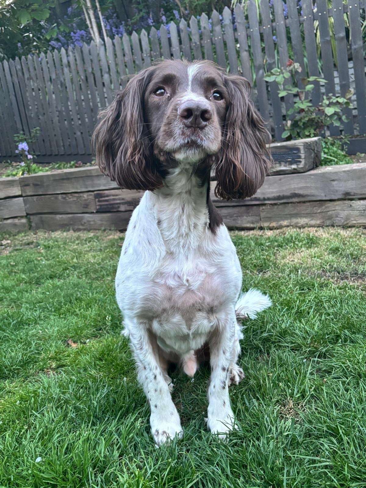 Adopt a dog | Springer Rescue Scotland | Dedicated to rescuing and ...