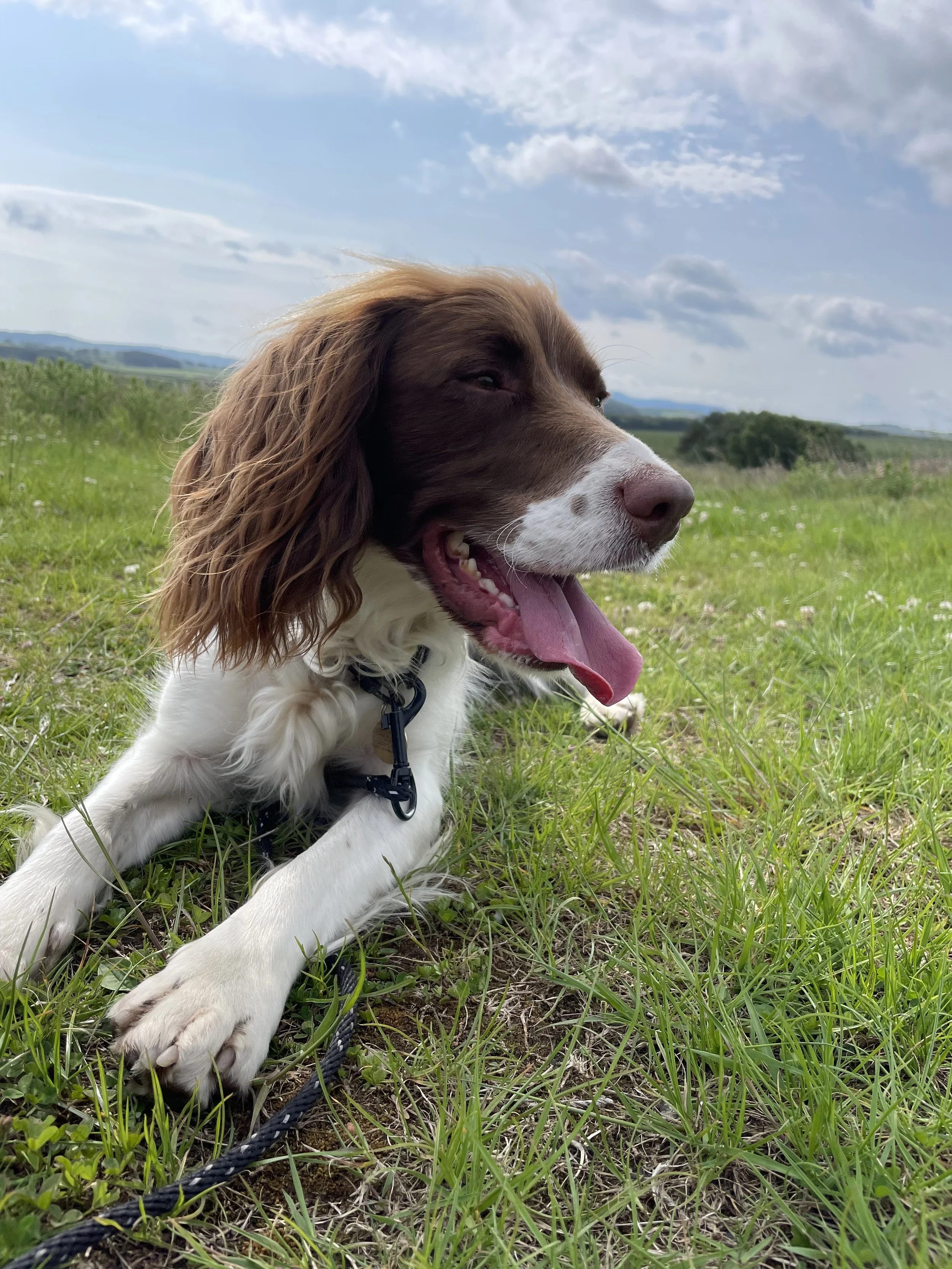 Adopt a dog | Springer Rescue Scotland | Dedicated to rescuing and ...