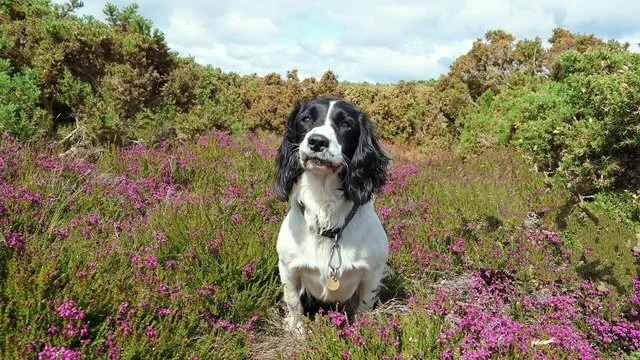 Adopt a dog | Springer Rescue Scotland | Dedicated to rescuing and ...