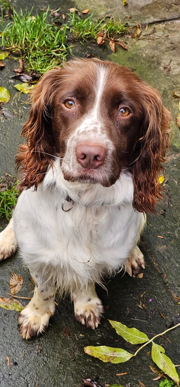 Adopt a dog | Springer Rescue Scotland | Dedicated to rescuing and ...