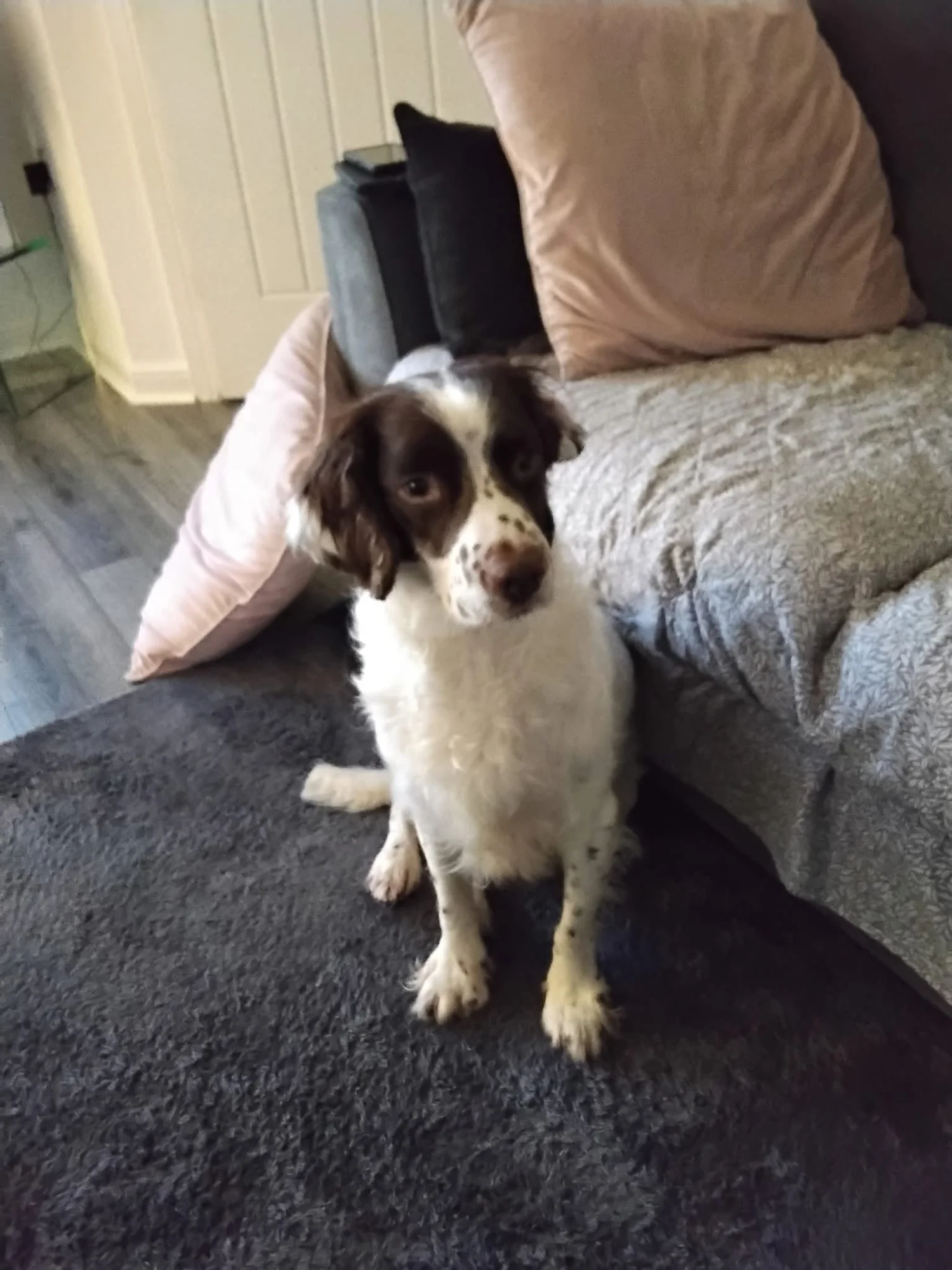 Adopt a dog | Springer Rescue Scotland | Dedicated to rescuing and ...