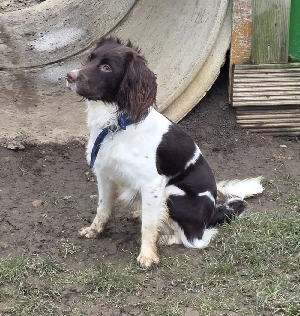 Adopt a dog | Springer Rescue Scotland | Dedicated to rescuing and ...