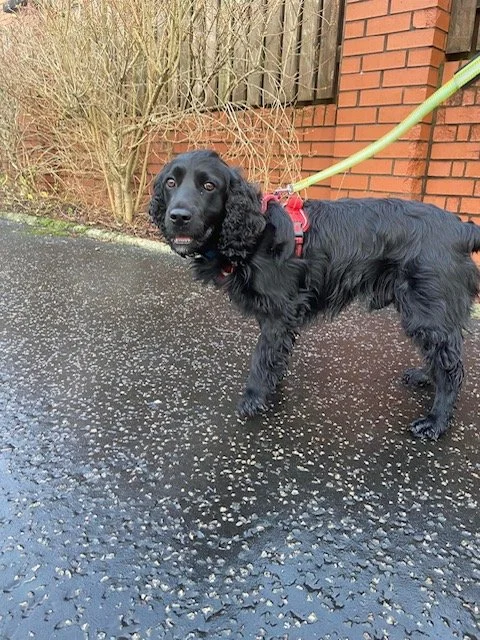Adopt a dog | Springer Rescue Scotland | Dedicated to rescuing and ...