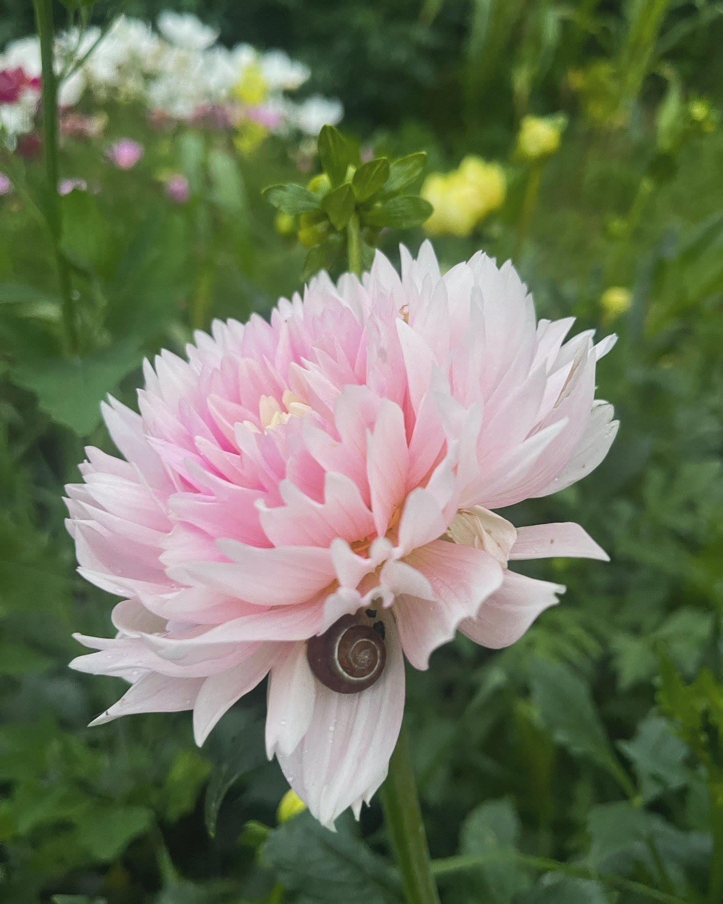 Contact — Golden Hour Flowers | Finger Lakes Florist | Middlesex ...