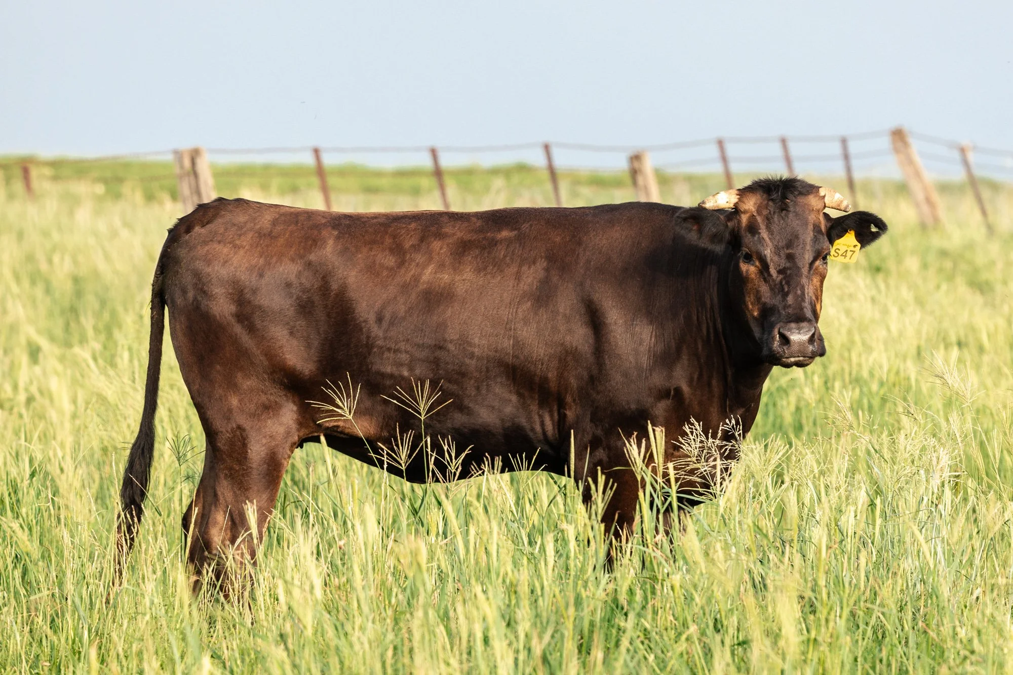 Wagyu Livestock Sales | JAC Wagyu — JAC Wagyu