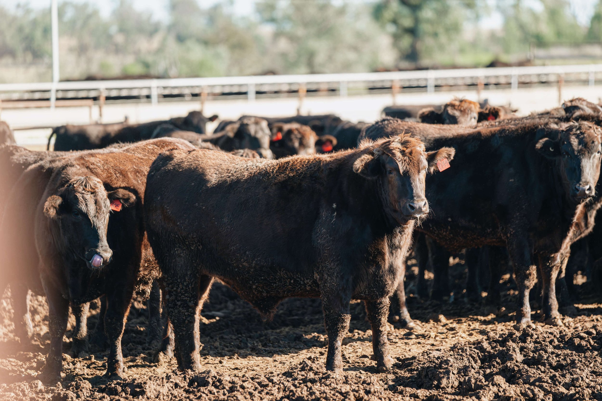 JAC Wagyu: Experience Premium Australian Wagyu Beef — JAC Wagyu