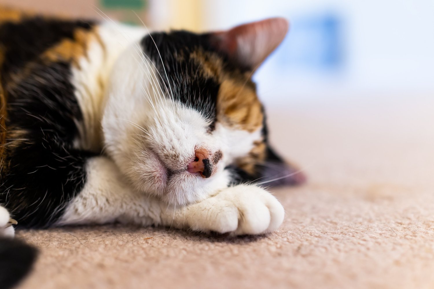 Paws Over the Rainbow - In Home Euthanasia
