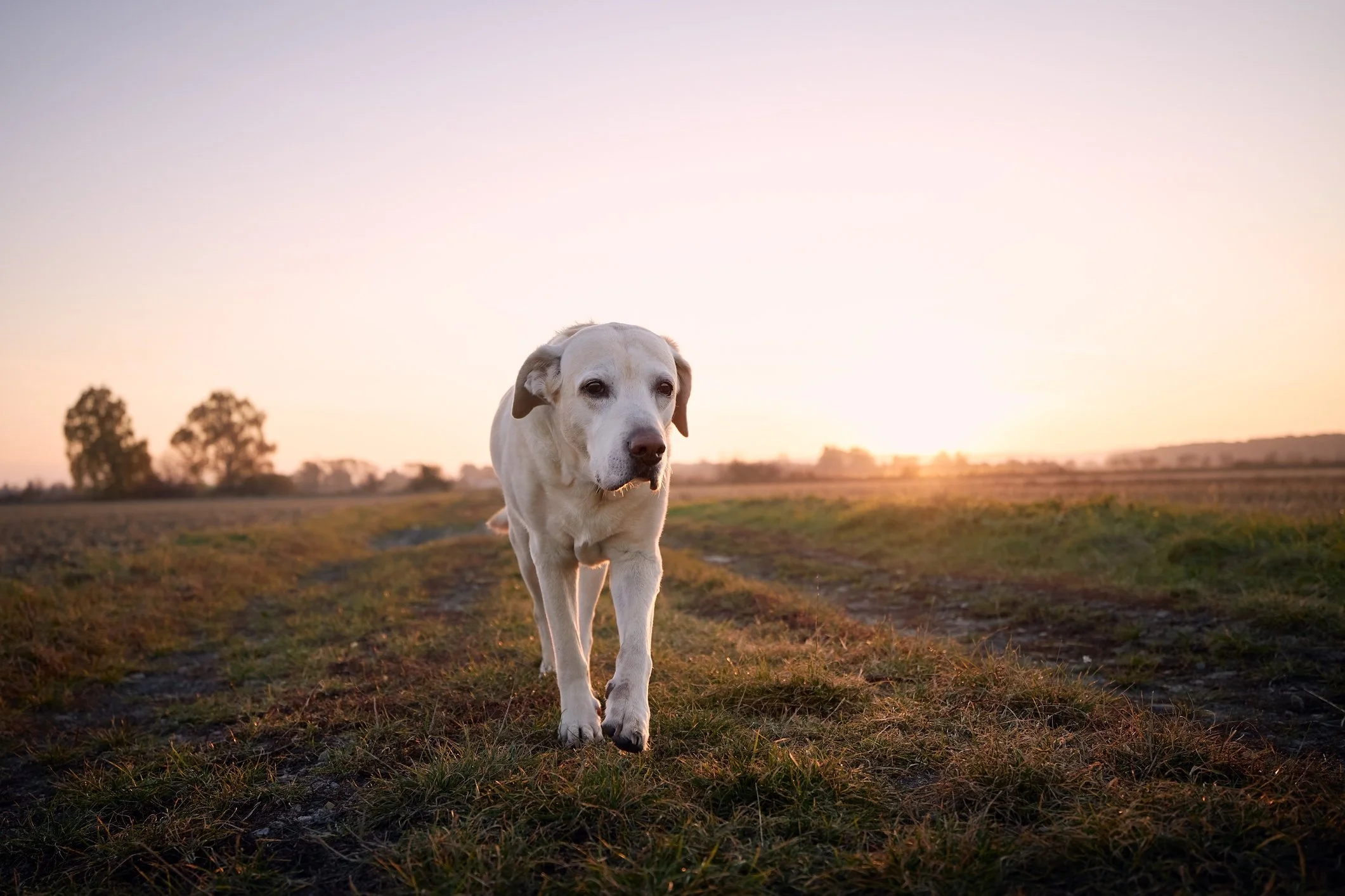 Paws Over the Rainbow - In Home Euthanasia