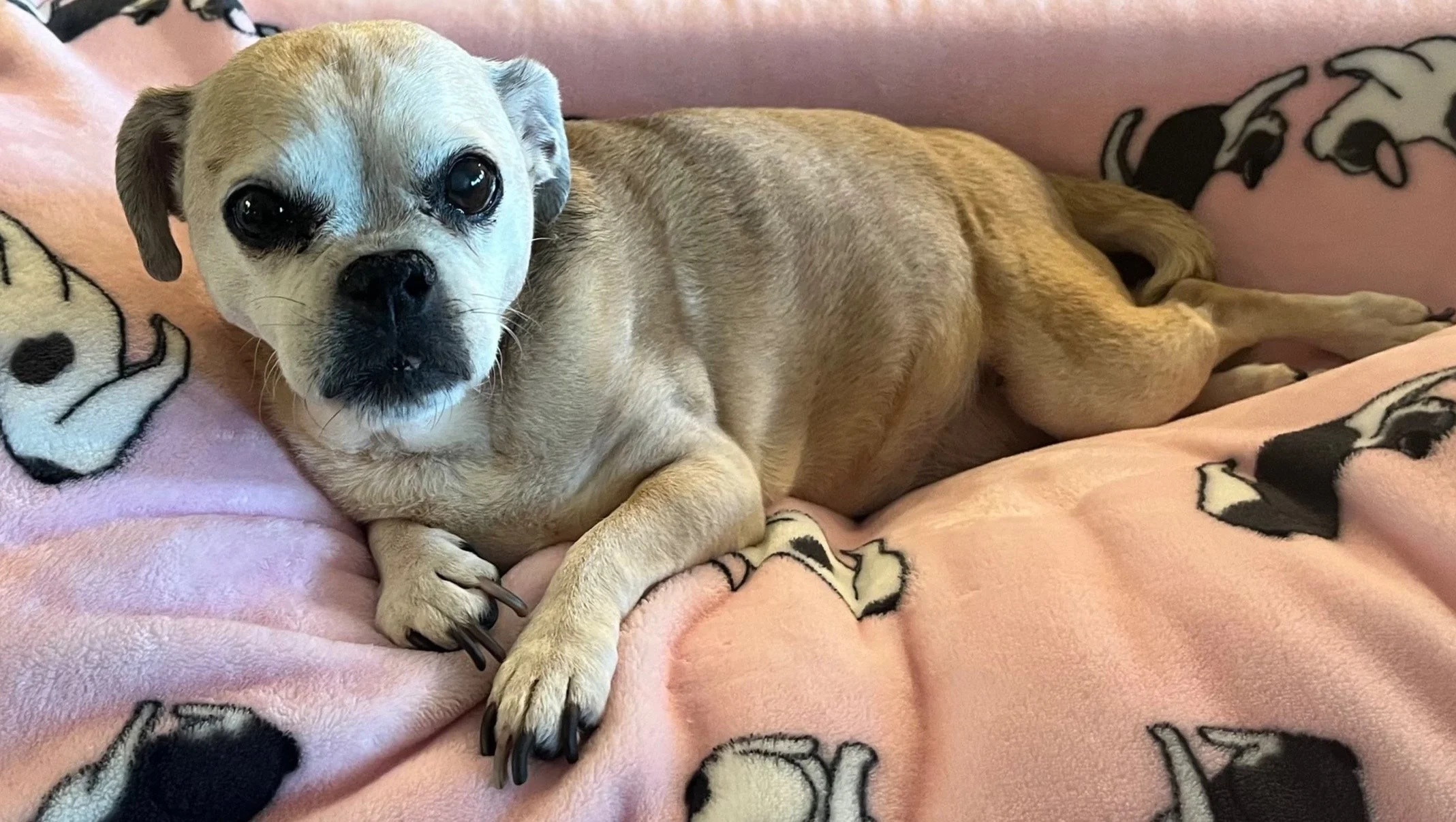 Paws Over the Rainbow - In Home Euthanasia