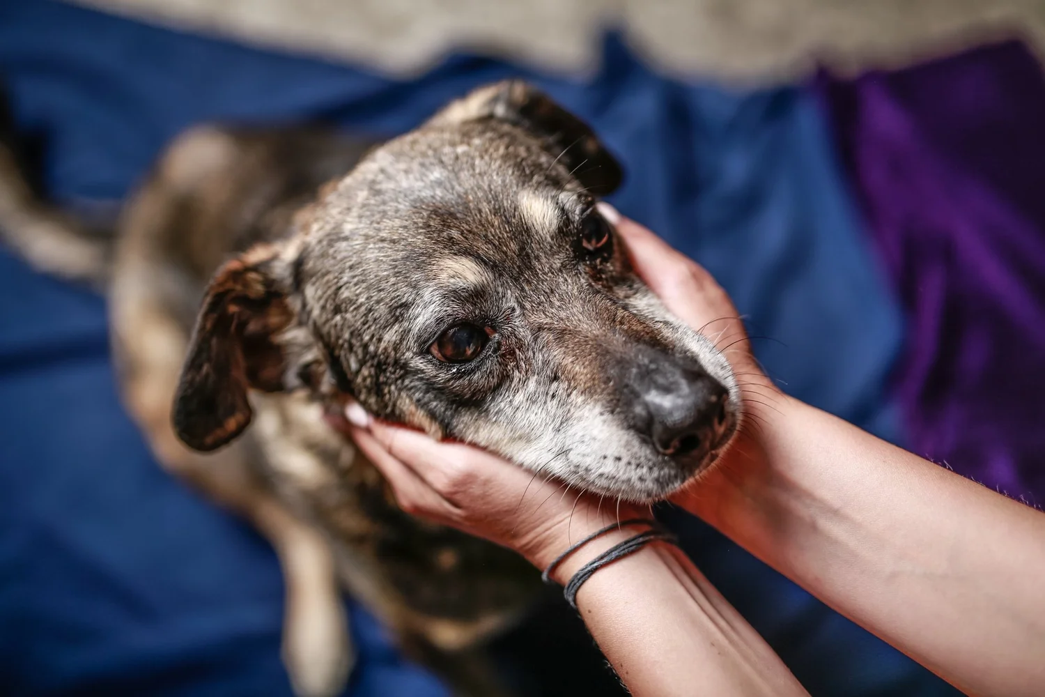 Paws Over the Rainbow - In Home Euthanasia