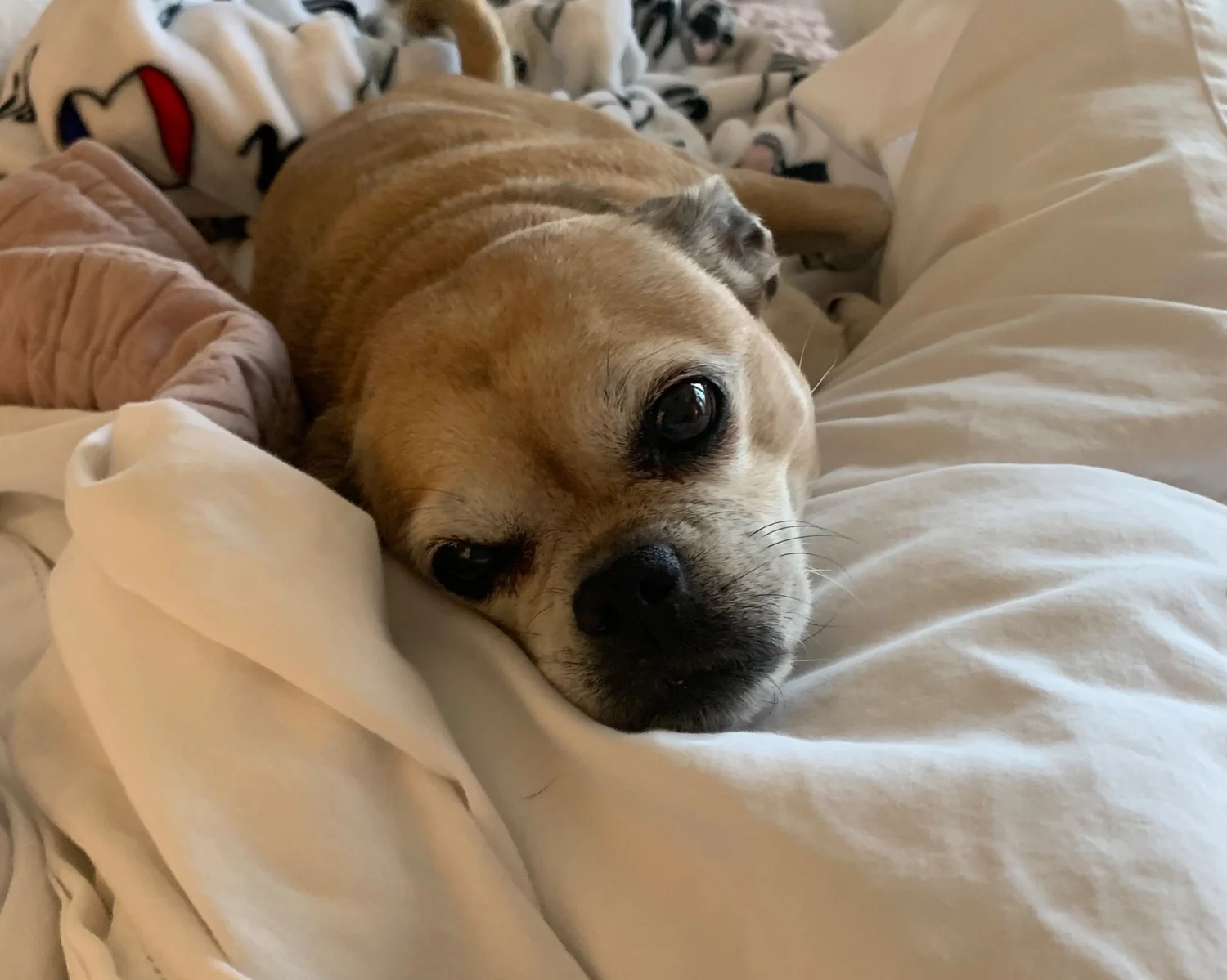Paws Over the Rainbow - In Home Euthanasia