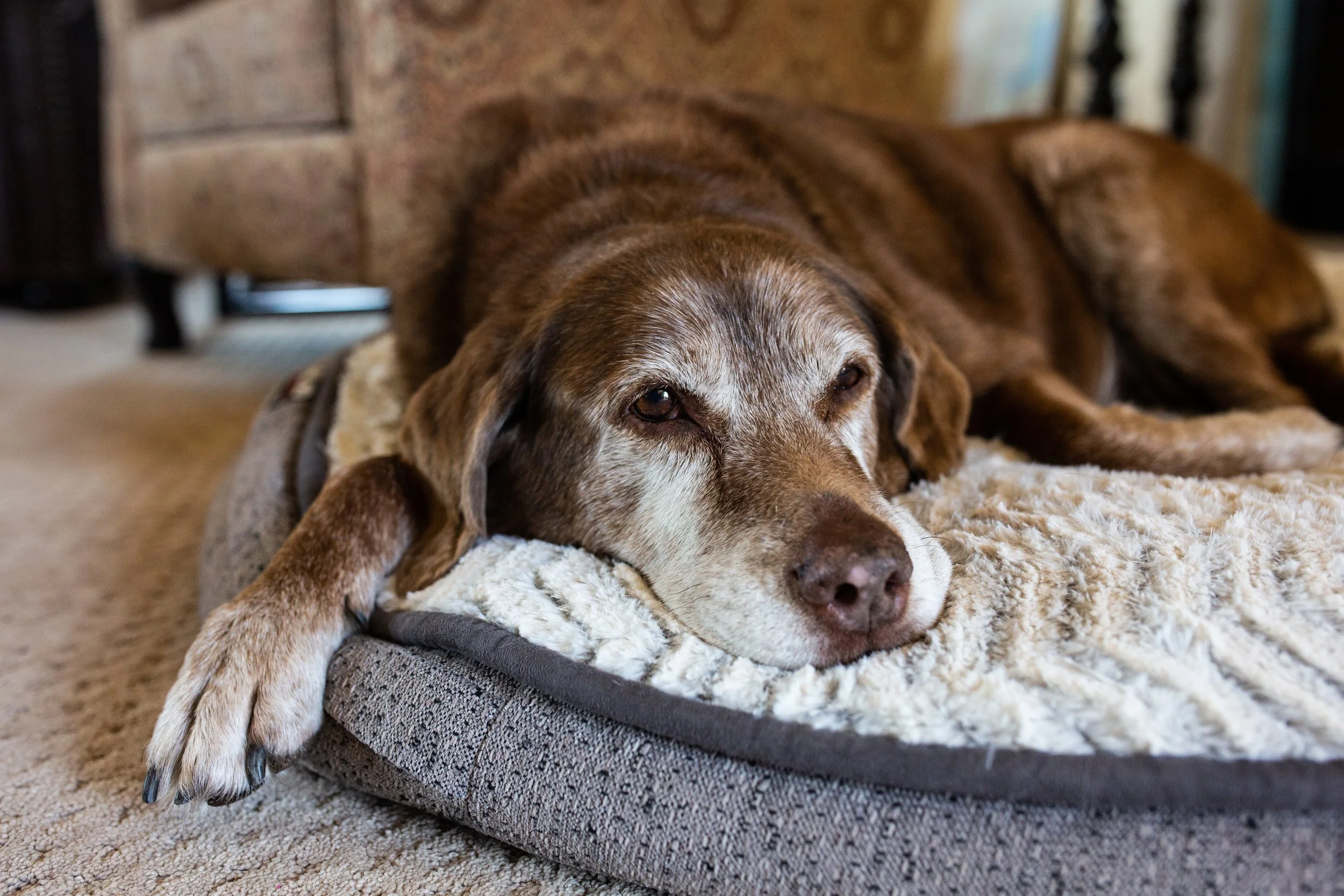 Paws Over the Rainbow - In Home Euthanasia