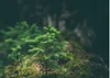Levocell — Capenex Energy Group