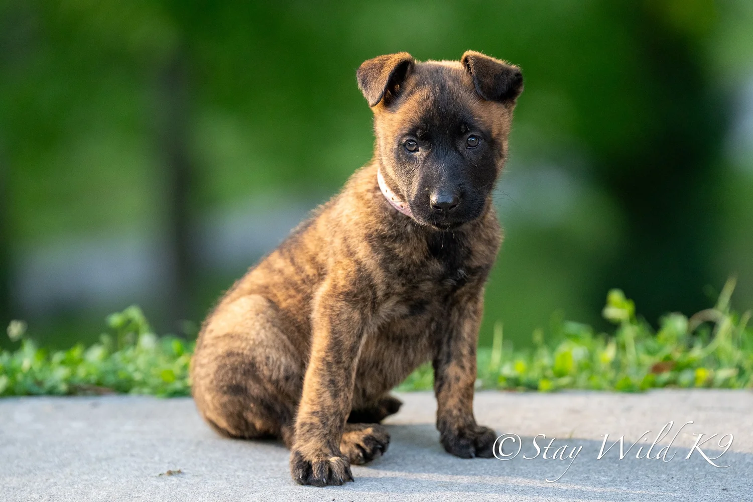 Stay Wild K9 - Making sure you and your dog have the freedom to stay ...