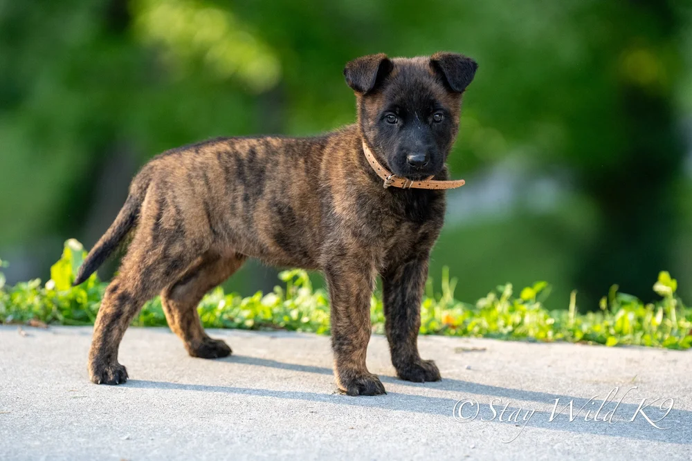 Stay Wild K9 - Making sure you and your dog have the freedom to stay ...