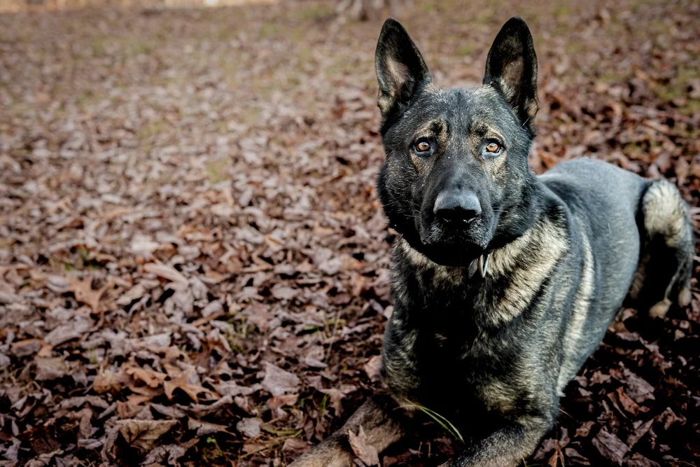Stay Wild K9 - Making sure you and your dog have the freedom to stay ...