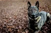 Stay Wild K9 - Making sure you and your dog have the freedom to stay ...