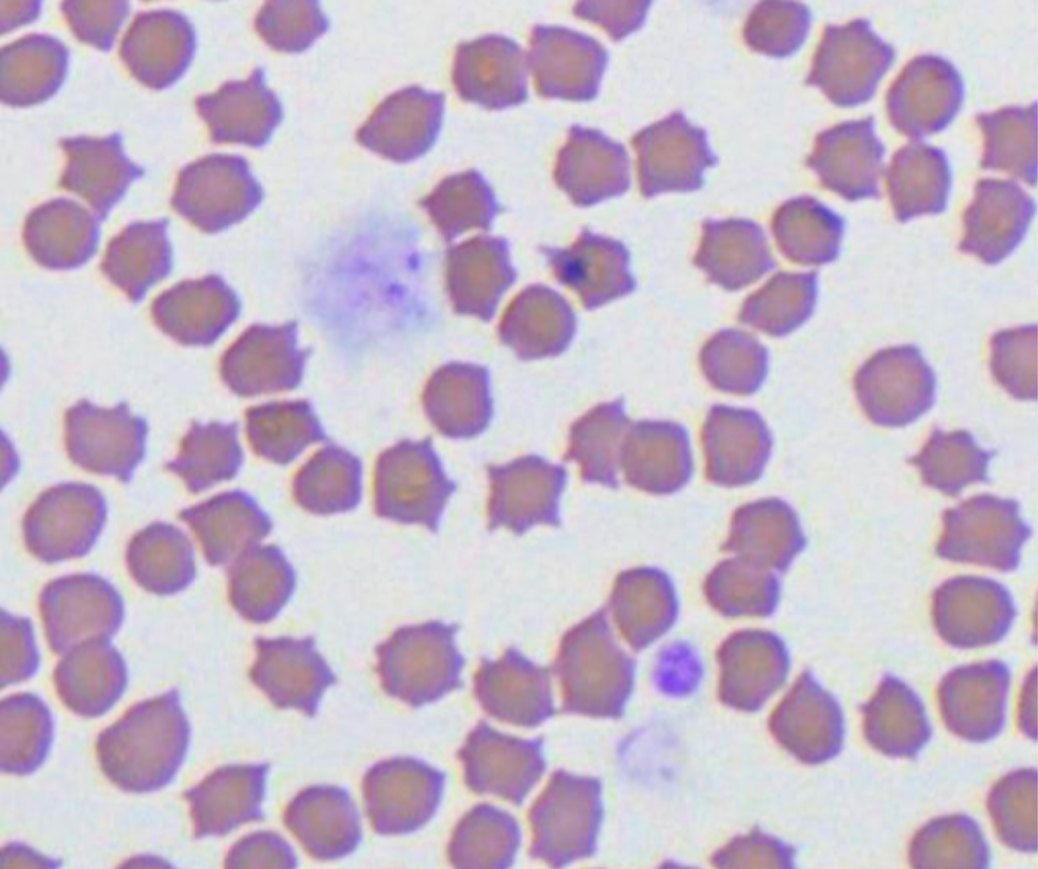 Platelet Evaluation in Veterinary Medicine: Comprehensive Assessment of ...