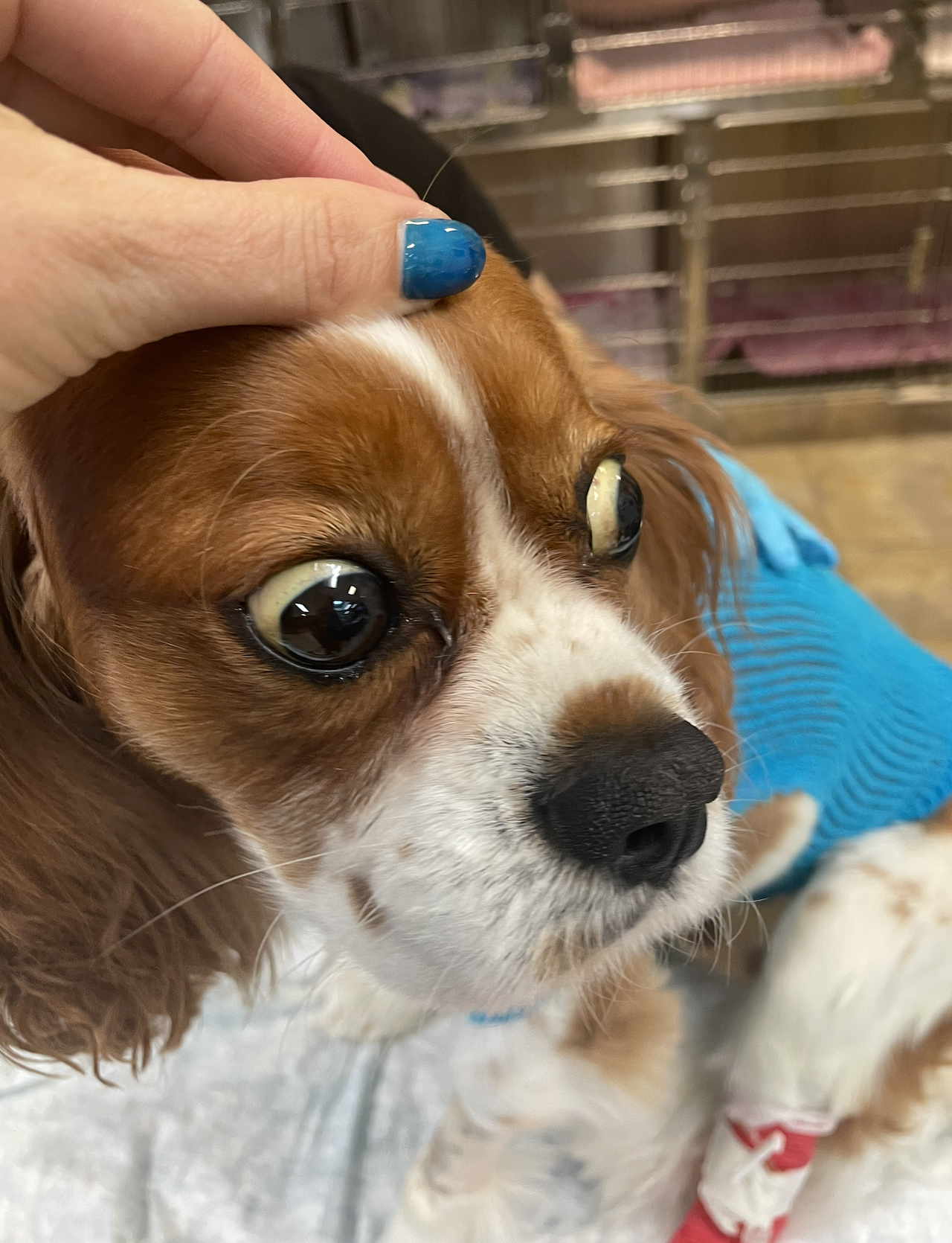 IMHA in Dogs and Cats: Diagnostics & Therapeutics — Moichor
