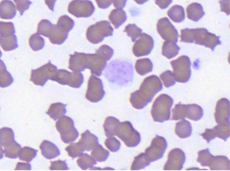 Platelet Evaluation in Veterinary Medicine: Comprehensive Assessment of ...