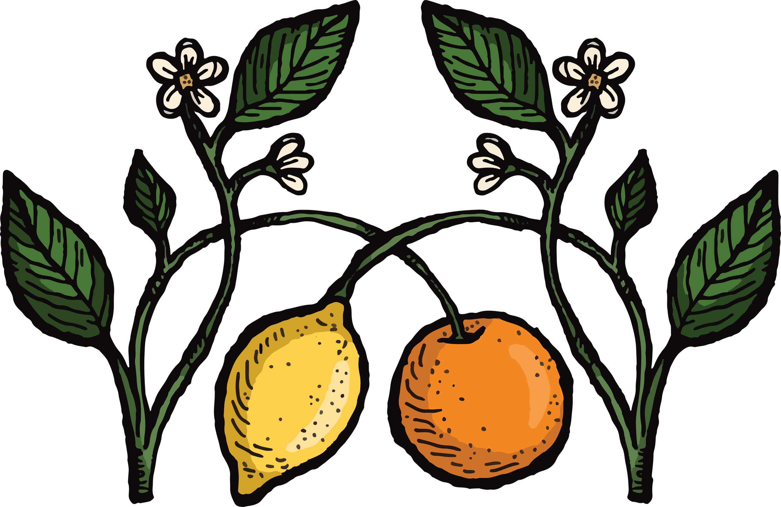 The Oranges & Lemons - OX4