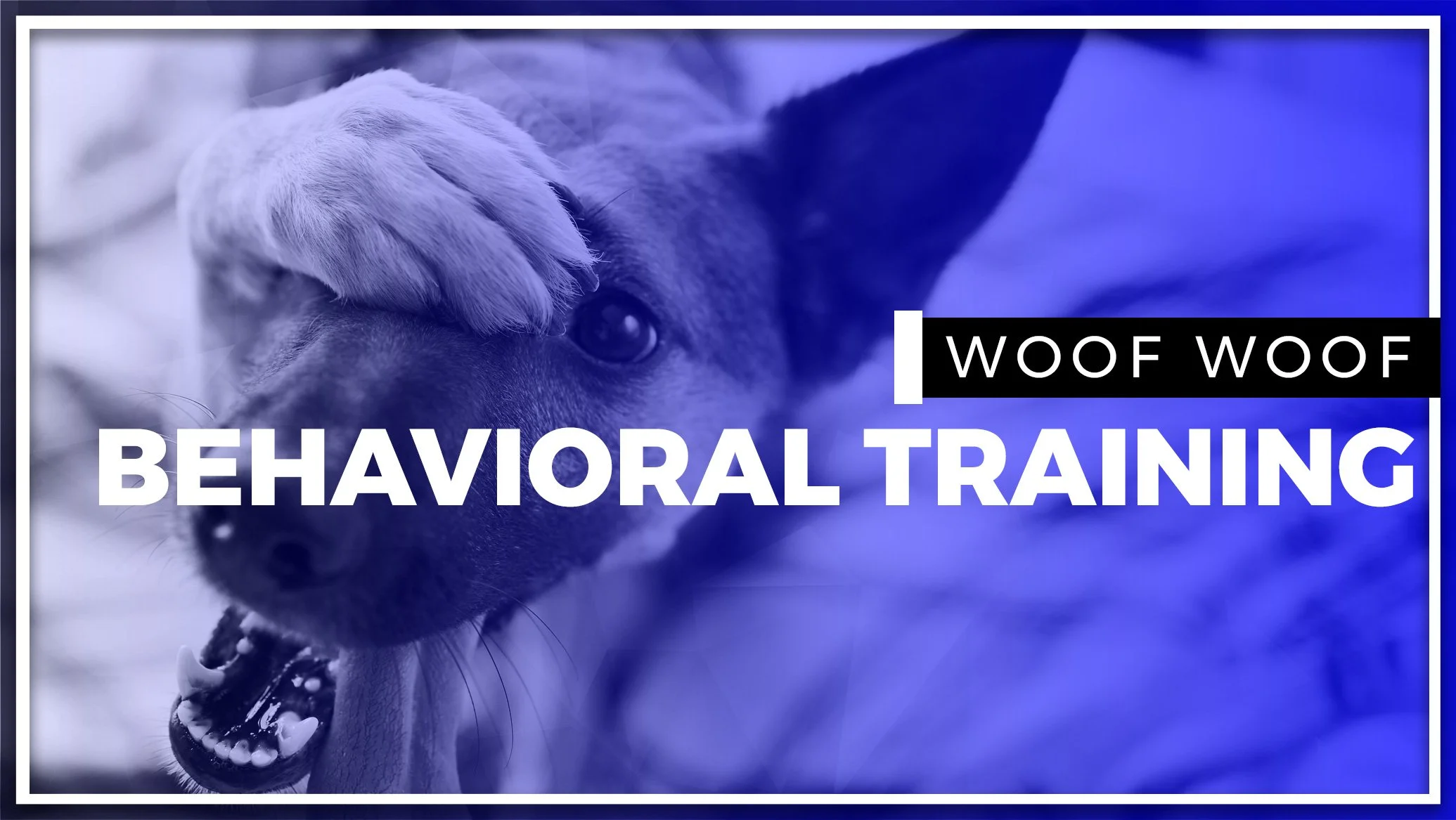 Woof Woof | Dog Boarding - Training - Daycare - Swimming
