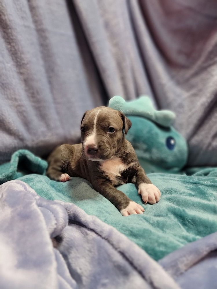 Bullies Galore Kennels