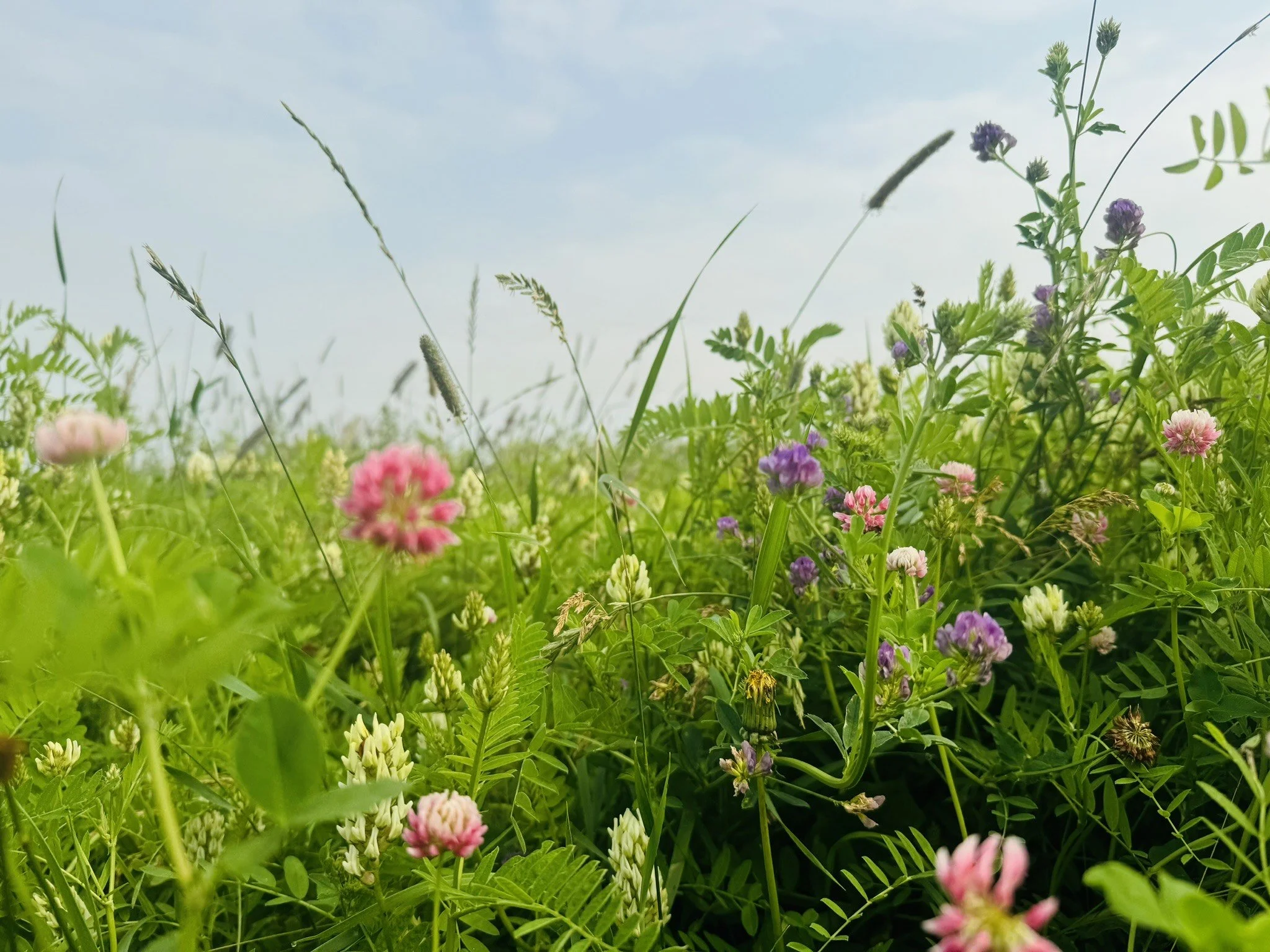 Manitoba Forage & Grassland Association (Copy)-About