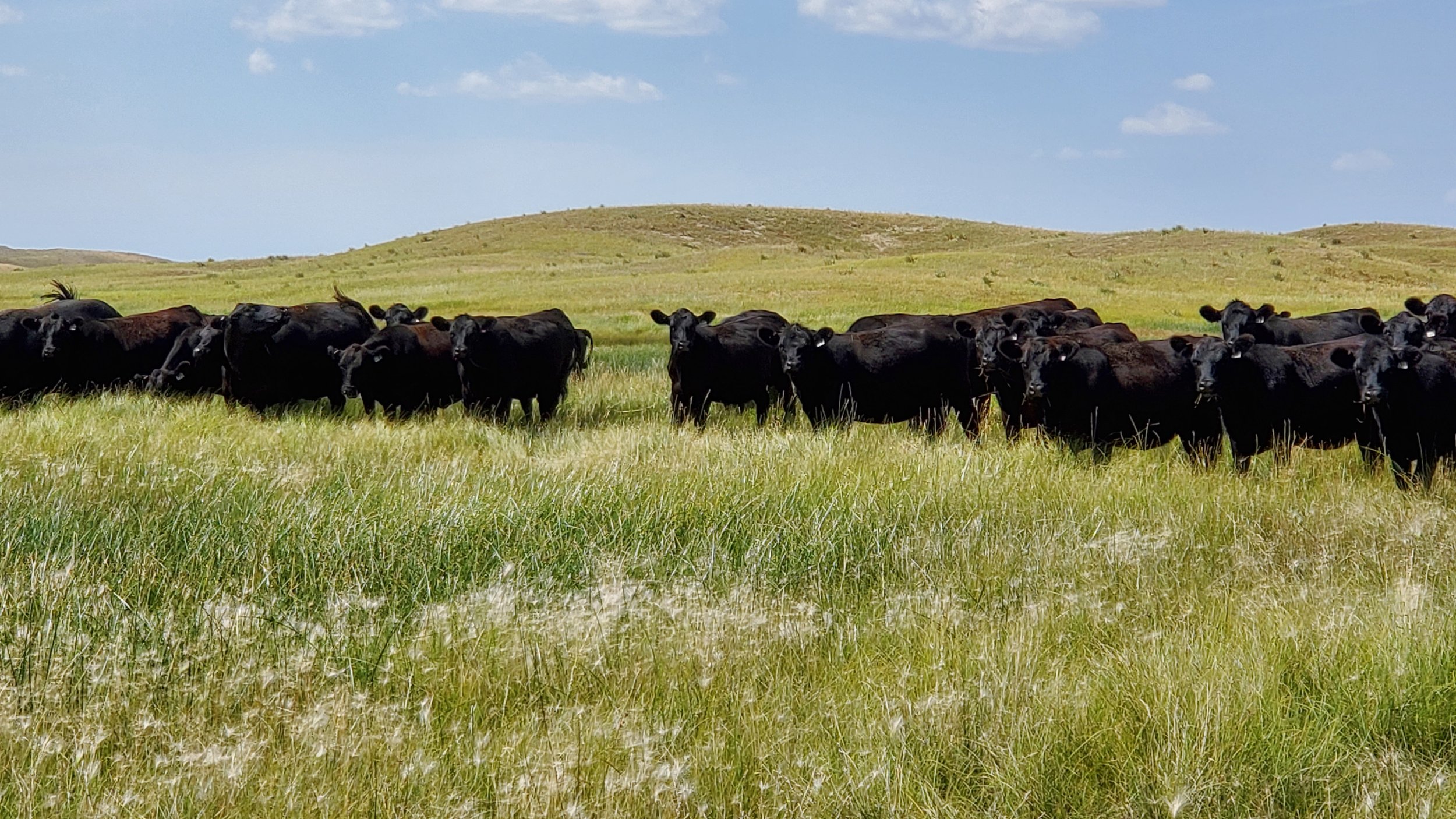 Practices | Oglala Aquifer | Rotational Grazing | Nutritious Grass ...